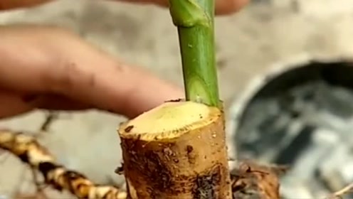 嫁接20天不发芽 套袋催芽多久后去袋 夏天芽接多少天去膜 第2页 大山谷图库